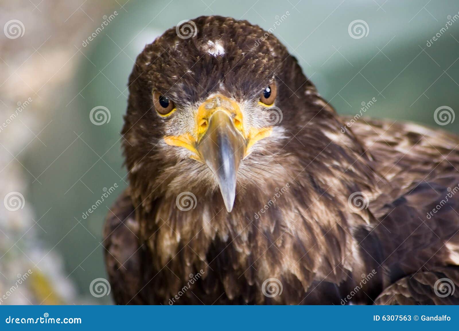 Big falcon stock image. Image of brown, falcon, beauty - 6307563