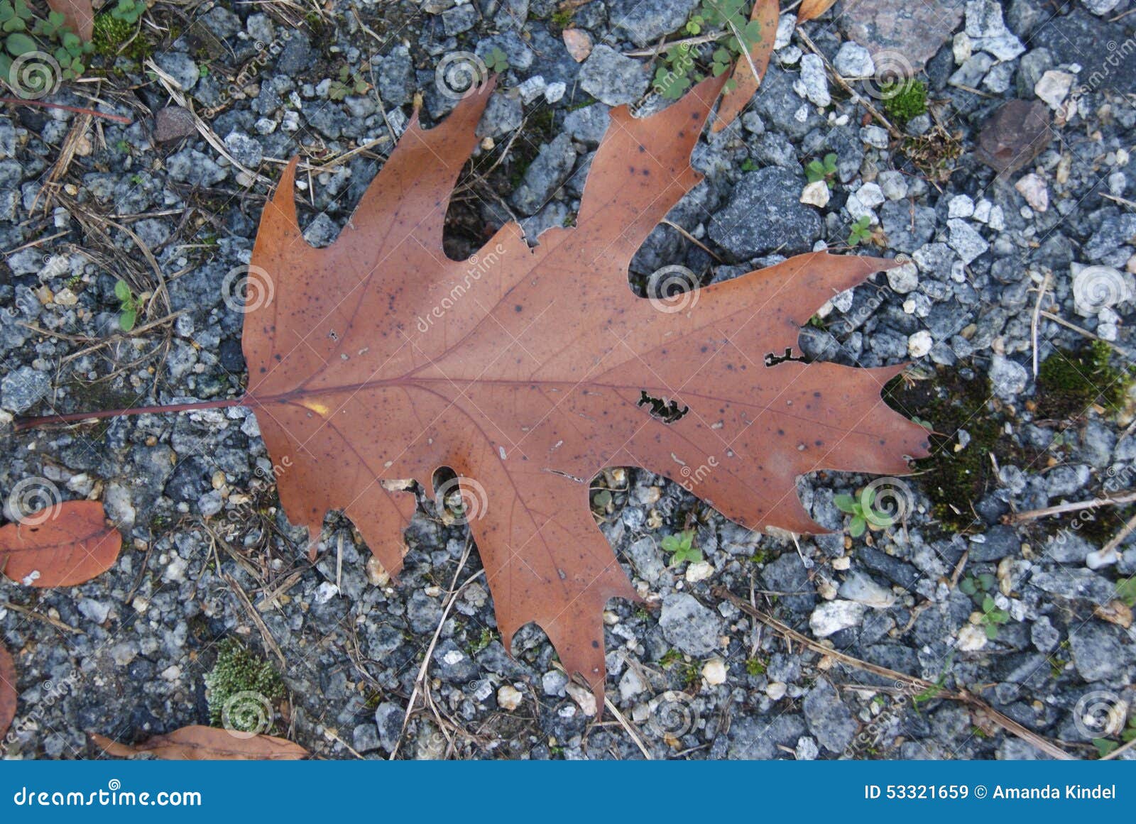 Big Fall Leaf on Ground stock image. Image of ground - 53321659