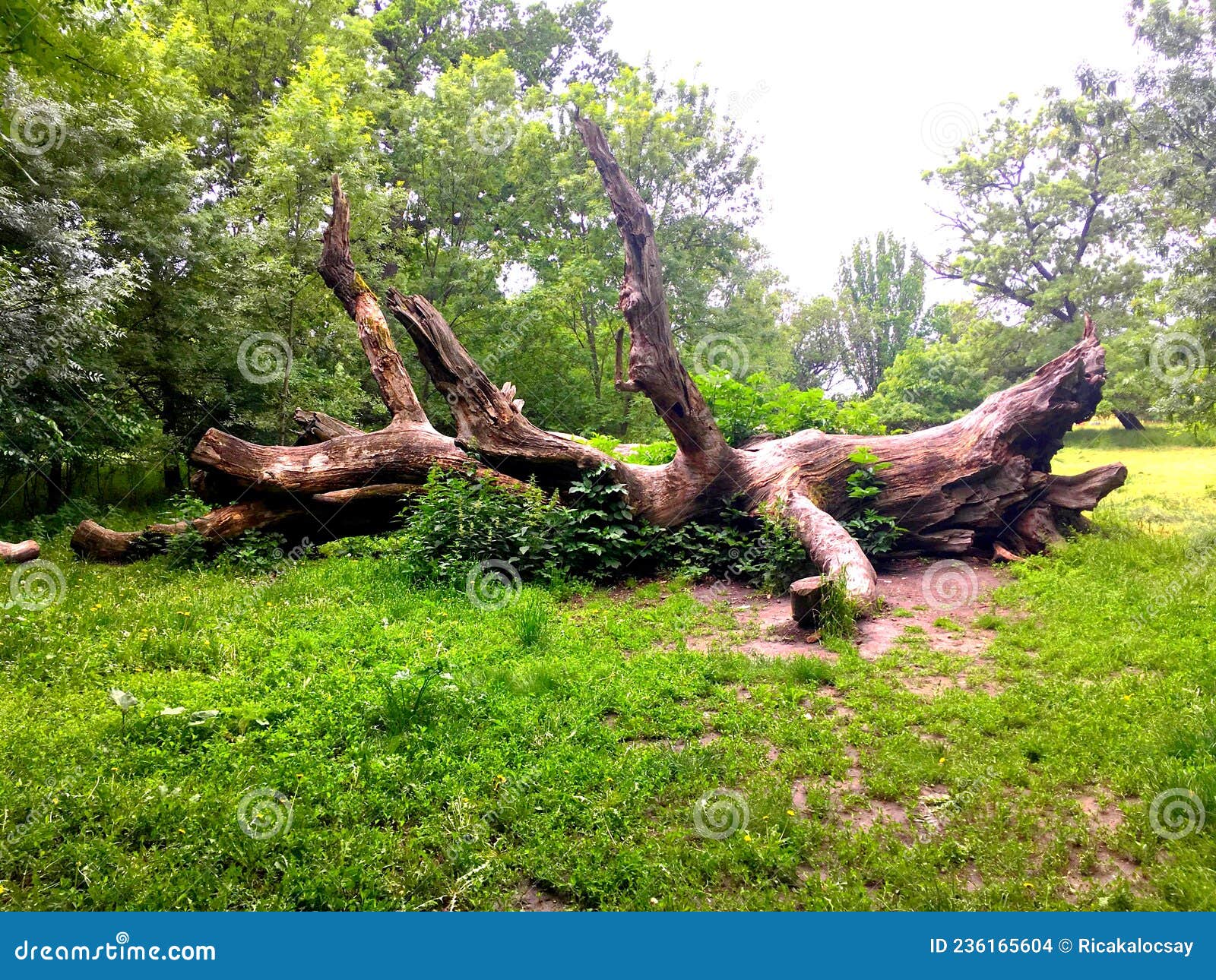 Fallen log stock photo. Image of summertime, tree, light - 236165604