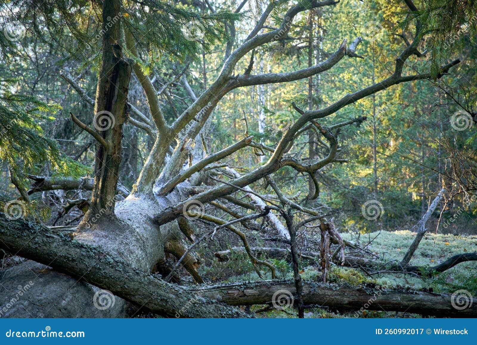 Big Fallen Tree Captured in a Forest with Naked Branches Stock Image ...