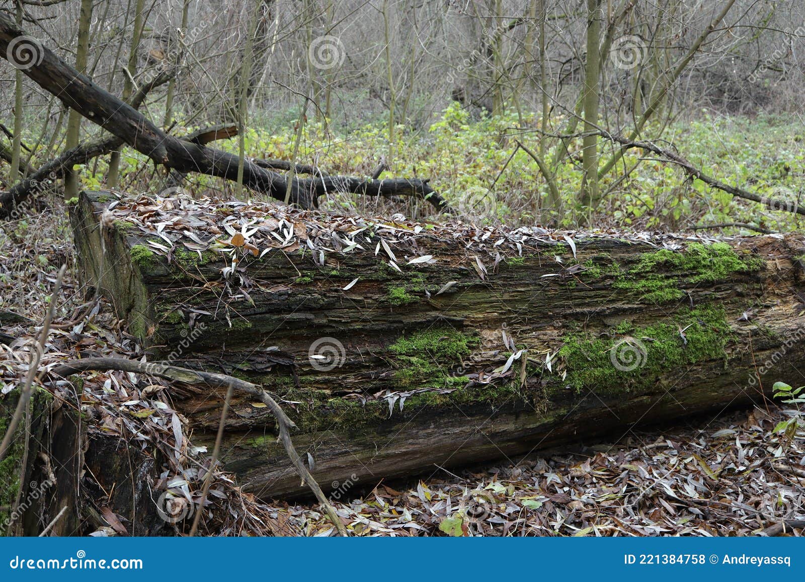 Dead Fallen Tree on the Autumn Forest Stock Photo - Image of closeup ...