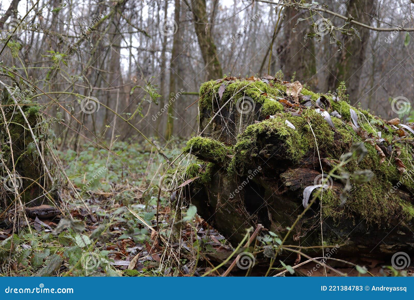 Dead Fallen Tree on the Autumn Forest Stock Image - Image of trees ...
