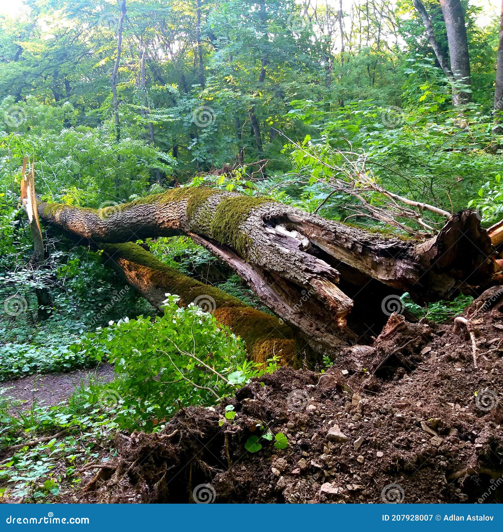 Big Fallen Tree in the Forest Stock Image - Image of tree, branch ...