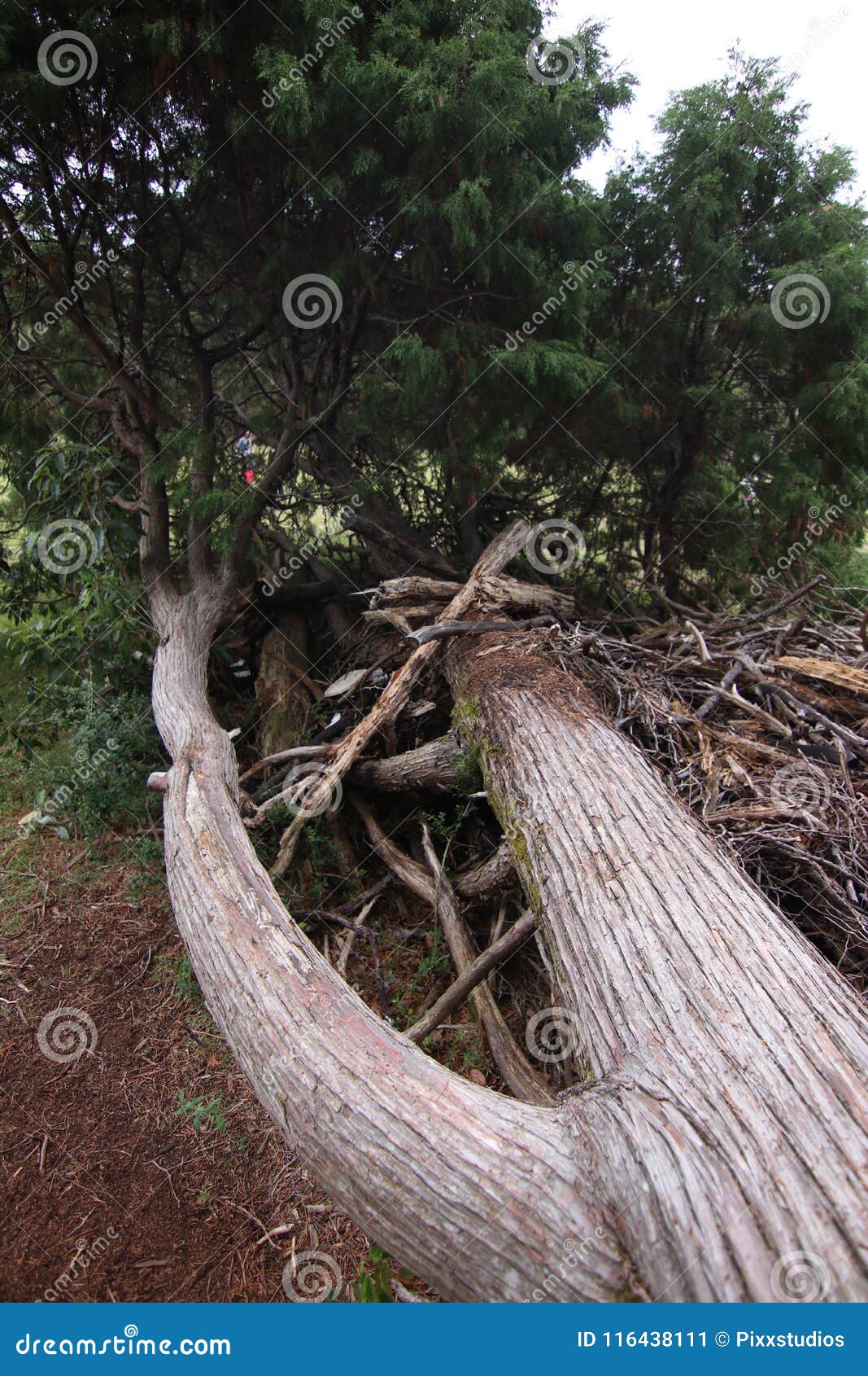 Big Fallen Tree in the Nature Stock Image - Image of focus, green ...