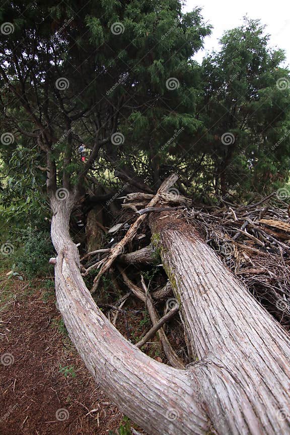 Big Fallen Tree in the Nature Stock Image - Image of focus, green ...