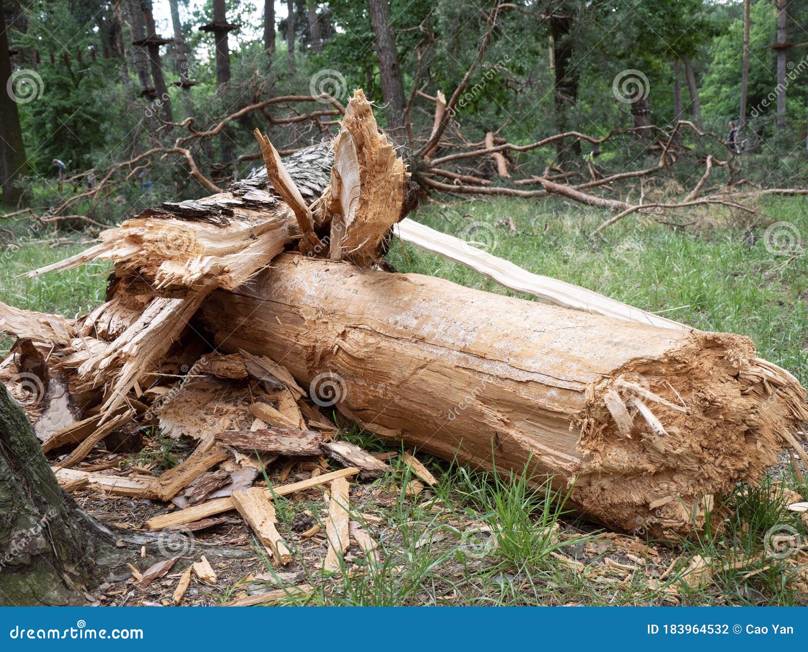 Fallen Tree in the Park after a Storm Hurricane Damage Stock Photo ...