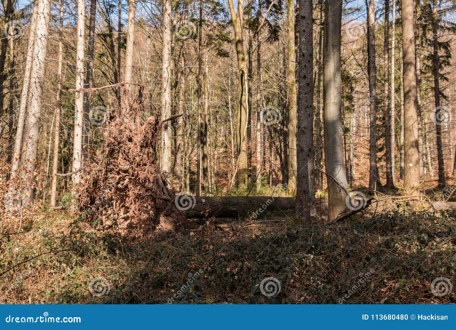 Big Fallen Trees in the Middle of the Forest Stock Photo - Image of ...