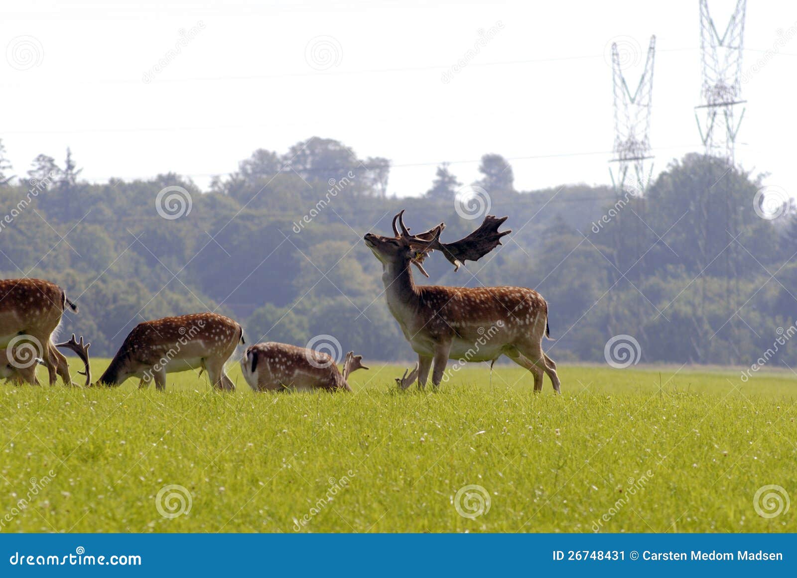 Big fallow deer stock image. Image of nature, heard, horizontal - 26748431