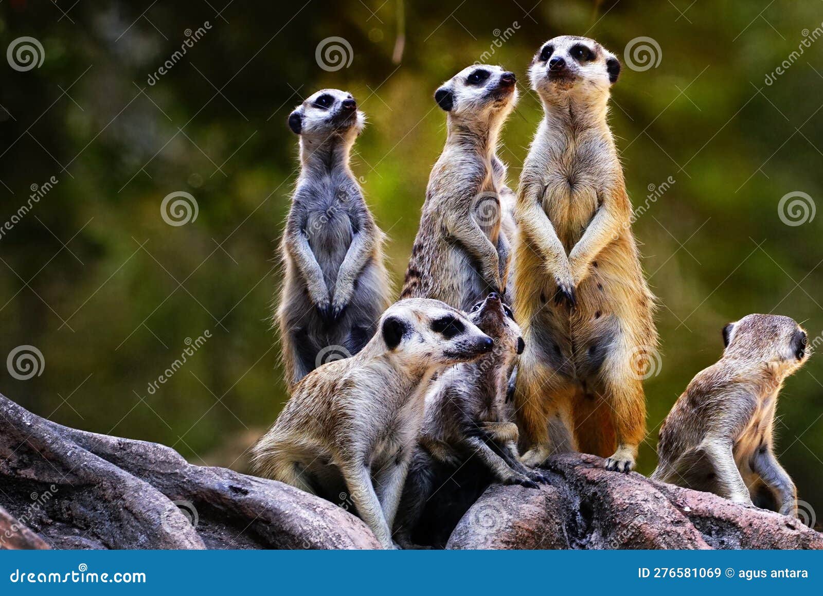 Big family gethering stock image. Image of gathering - 276581069