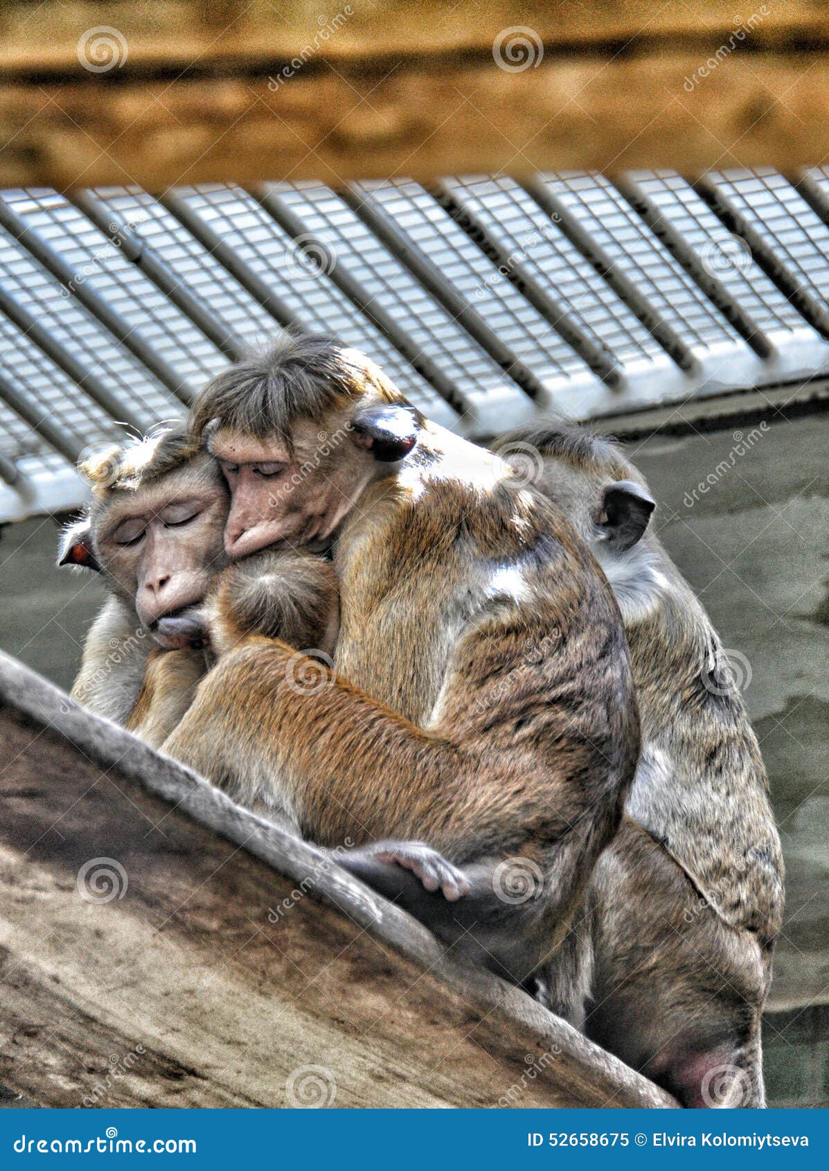 Big family monkey stock image. Image of child, gorilla - 52658675