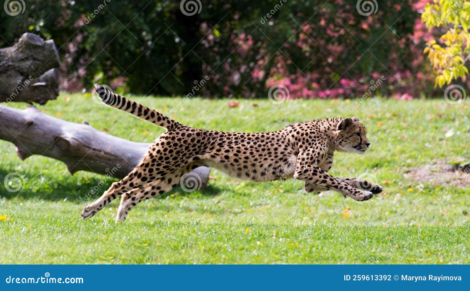 Big and Fast Cheetah is Running Stock Photo - Image of cute, mammal ...