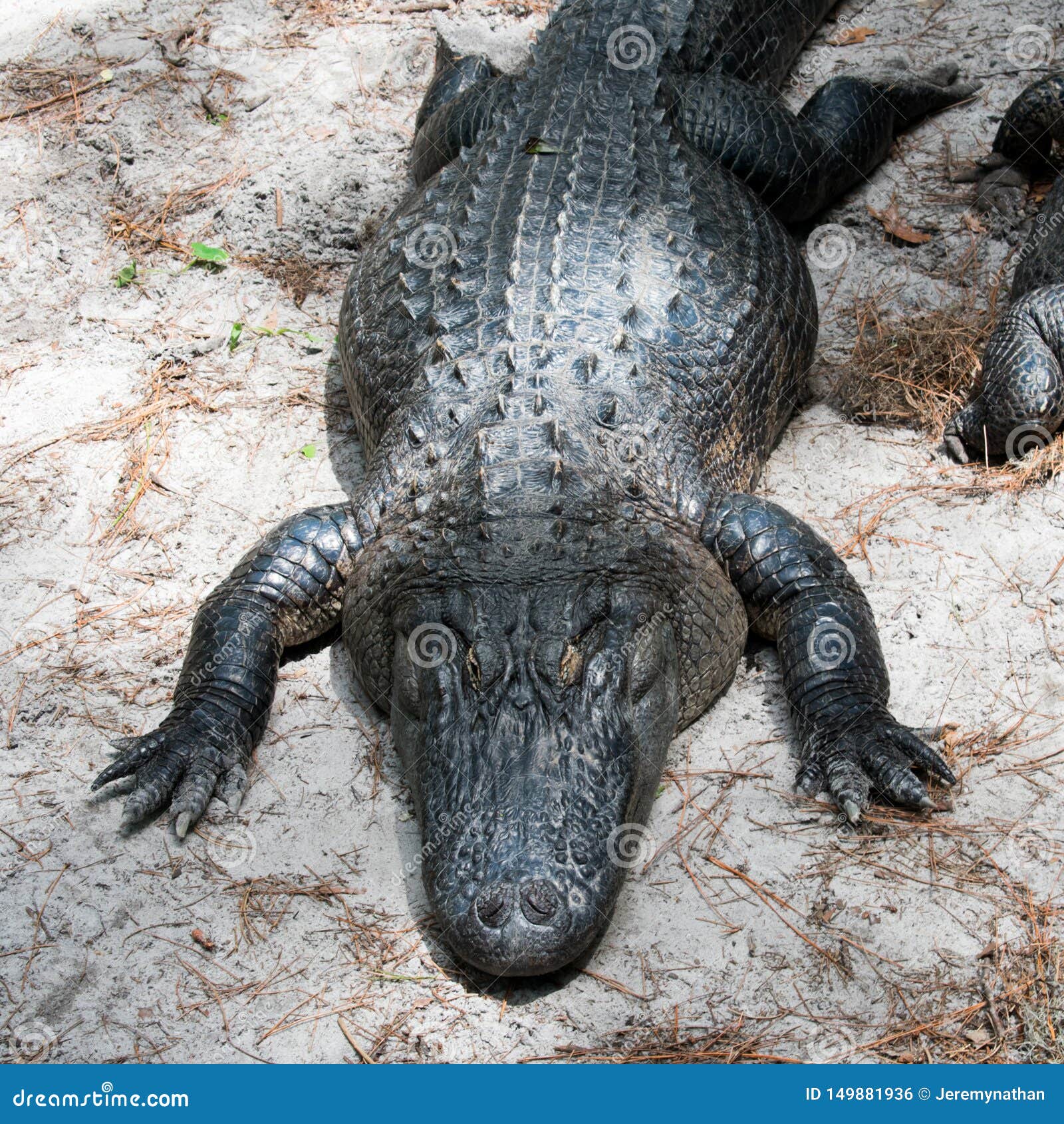 Alligator on River Bank in Sand Stock Photo - Image of asia, eyes ...