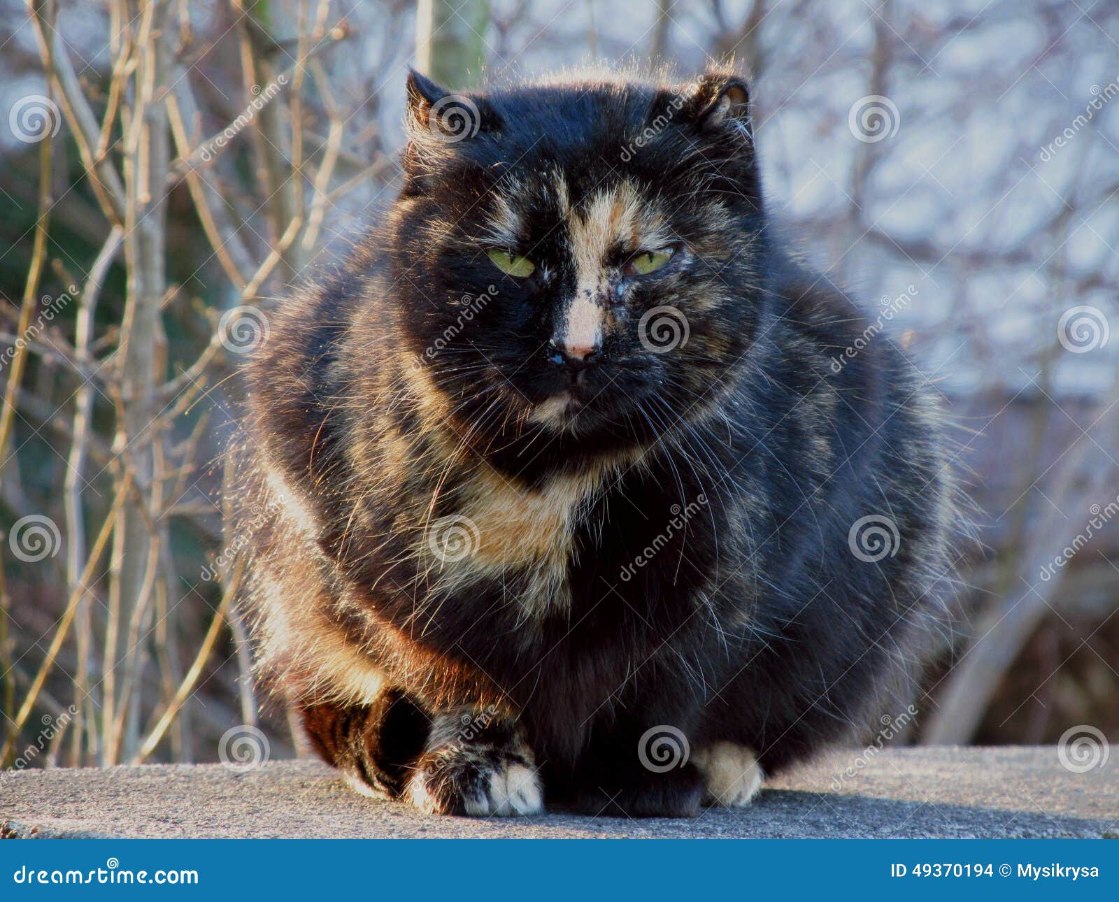 Big fat angry cat stock photo. Image of male, rude, wild - 49370194