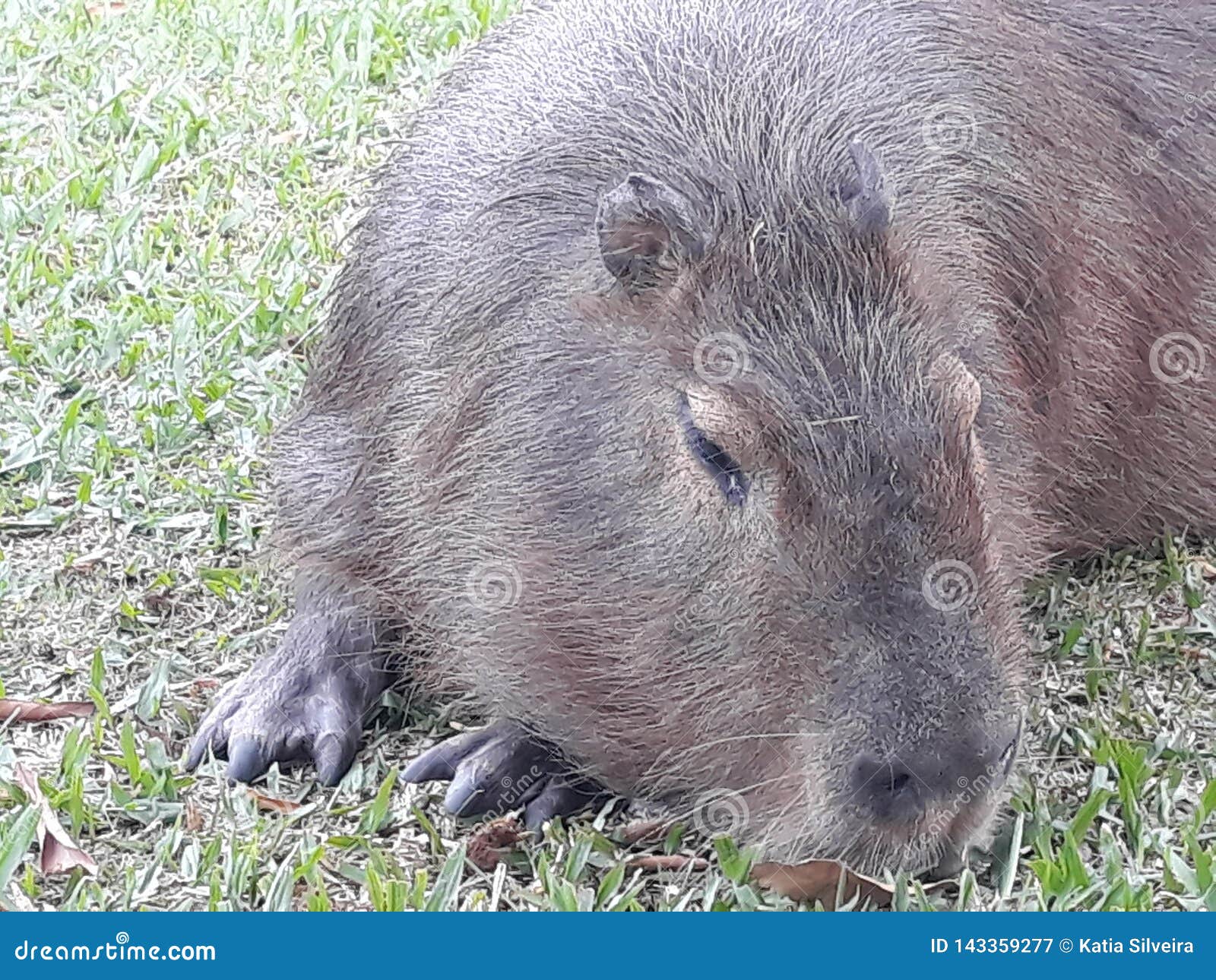 Big and fat capybara stock image. Image of resting, attentive - 143359277