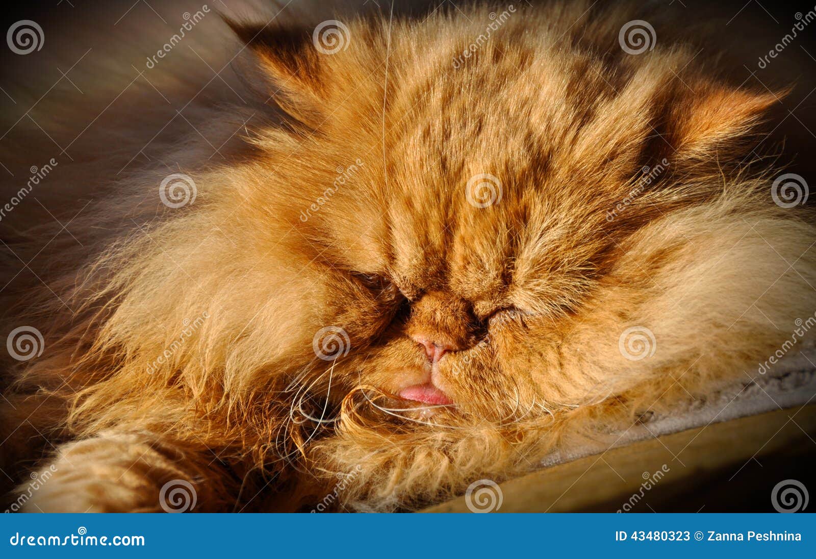 Fat Persian Cats Funny