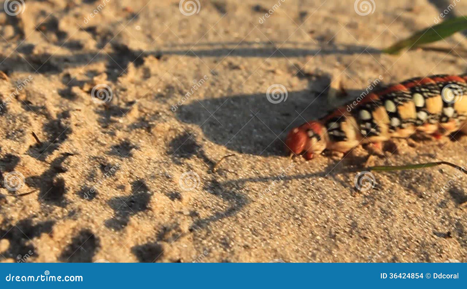 Big Fat Caterpillar Stock Video Footage by Megapixl