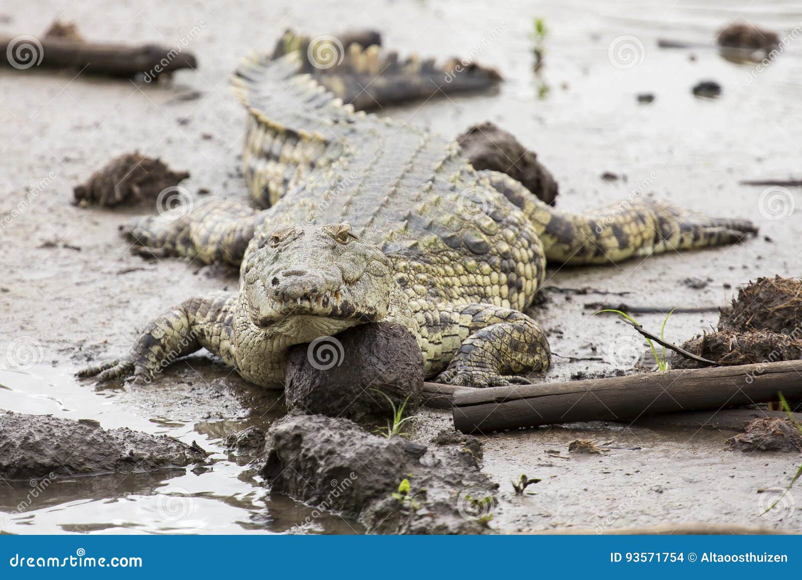 A Big Fat Crocodile Resting on the Mud at a Pond Stock Photo - Image of ...