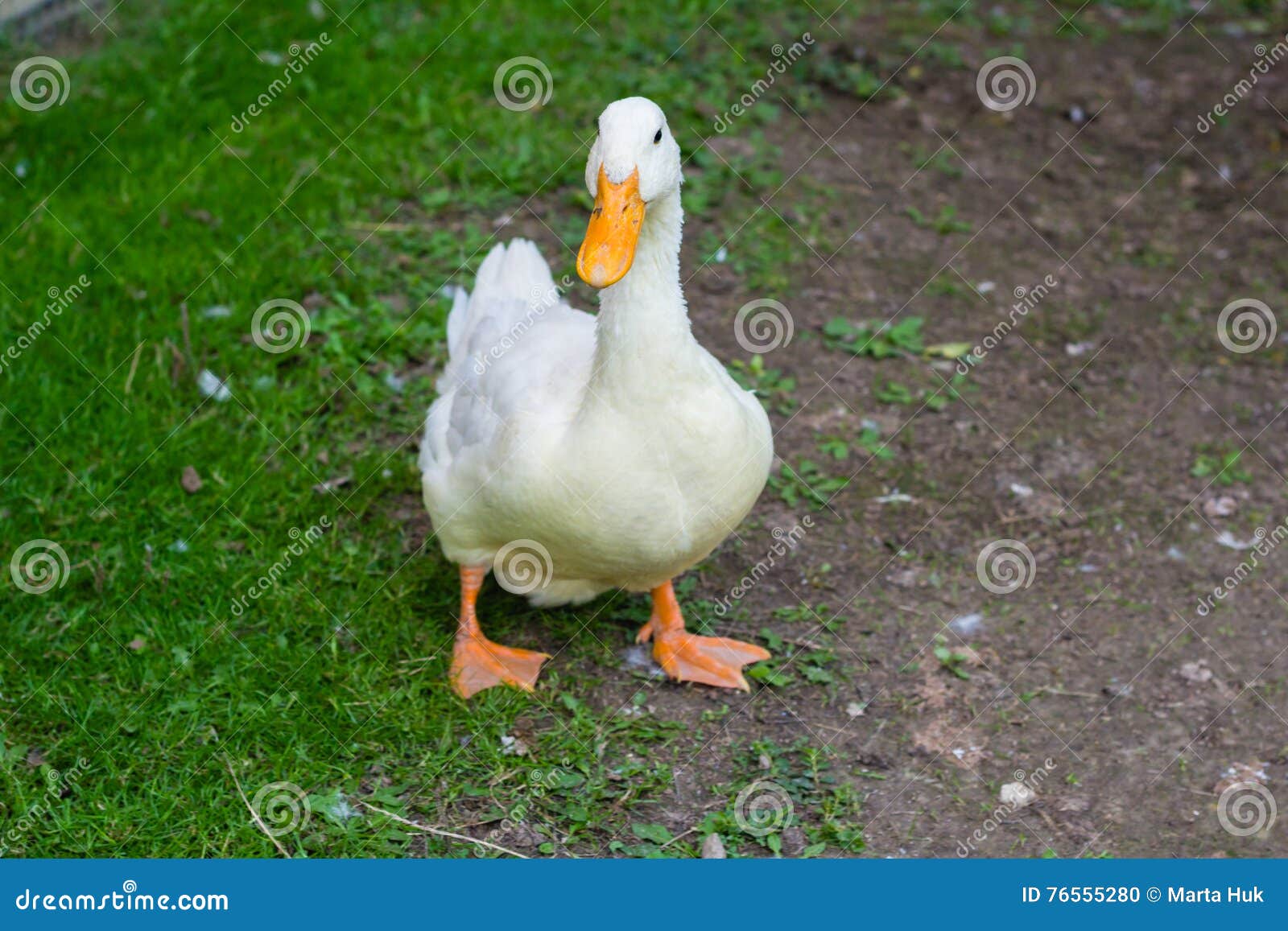 Big Fat Duck on Green Grass on Farm Stock Photo - Image of duckling ...
