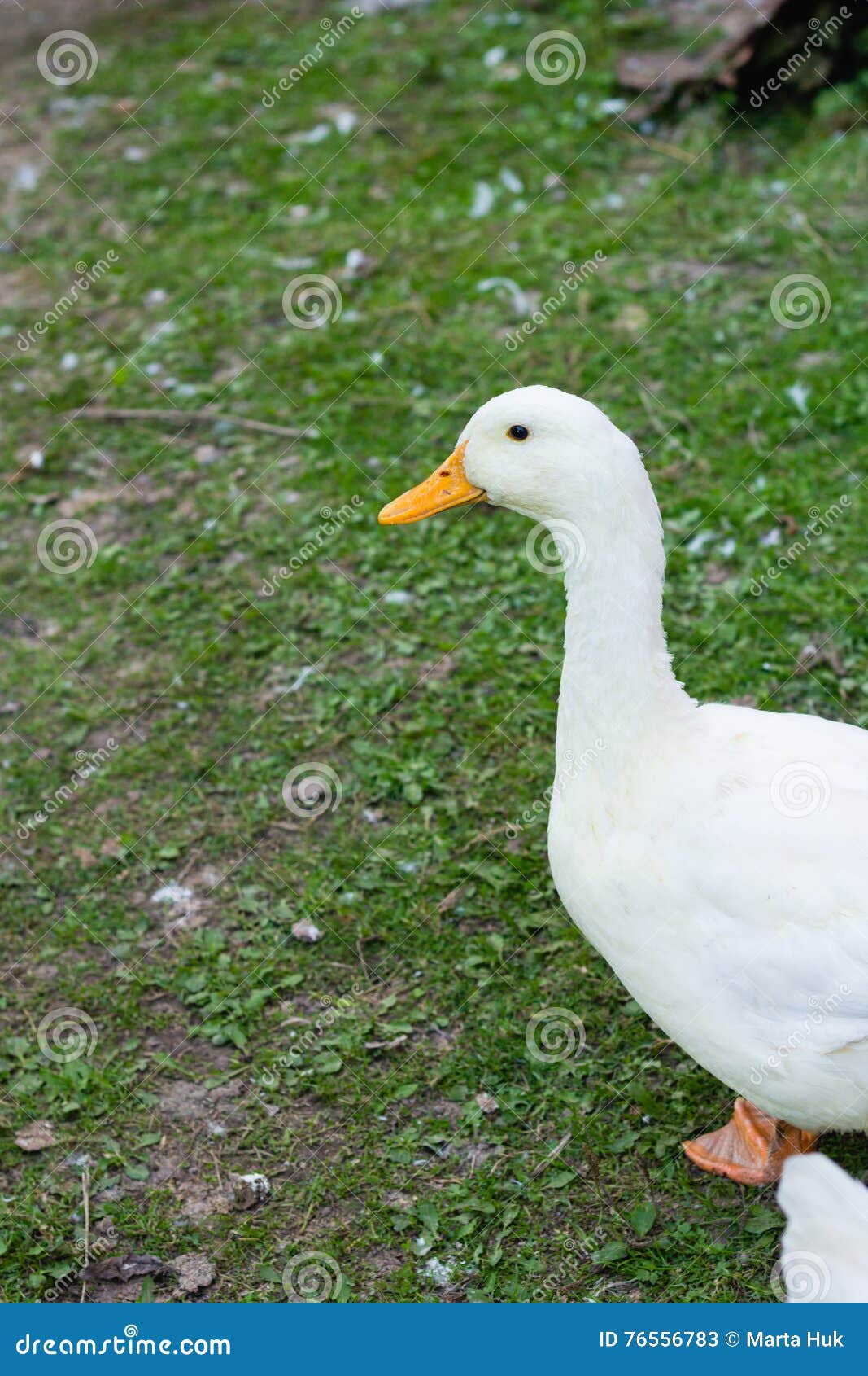 Big Fat Duck on Green Grass on Farm Stock Image - Image of scene ...