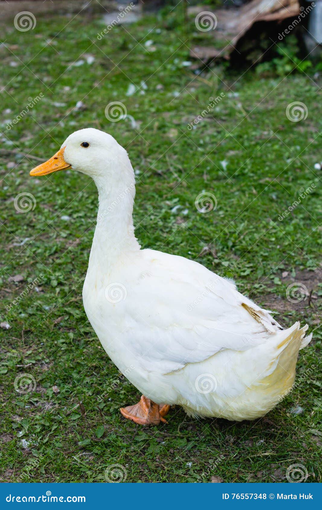 Big Fat Duck on Green Grass on Farm Stock Photo - Image of farm ...