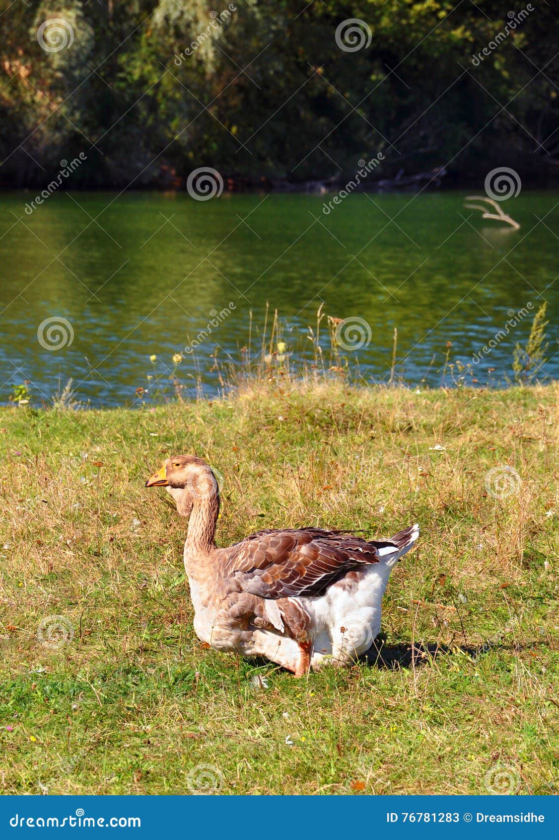 Big fat goose on a lawn stock image. Image of countryside - 76781283
