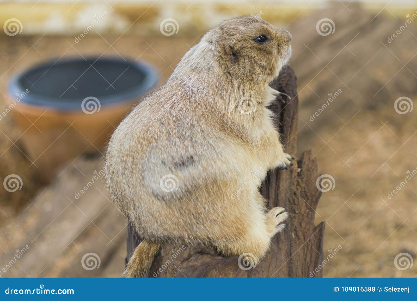 Big and fat hamster stock photo. Image of dice, gain - 109016588