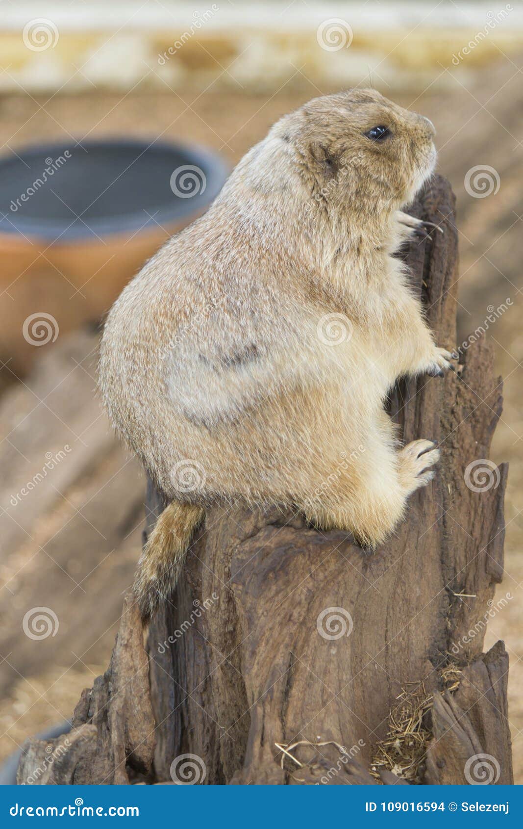 Fat Hamster Stock Photos - Royalty Free Pictures