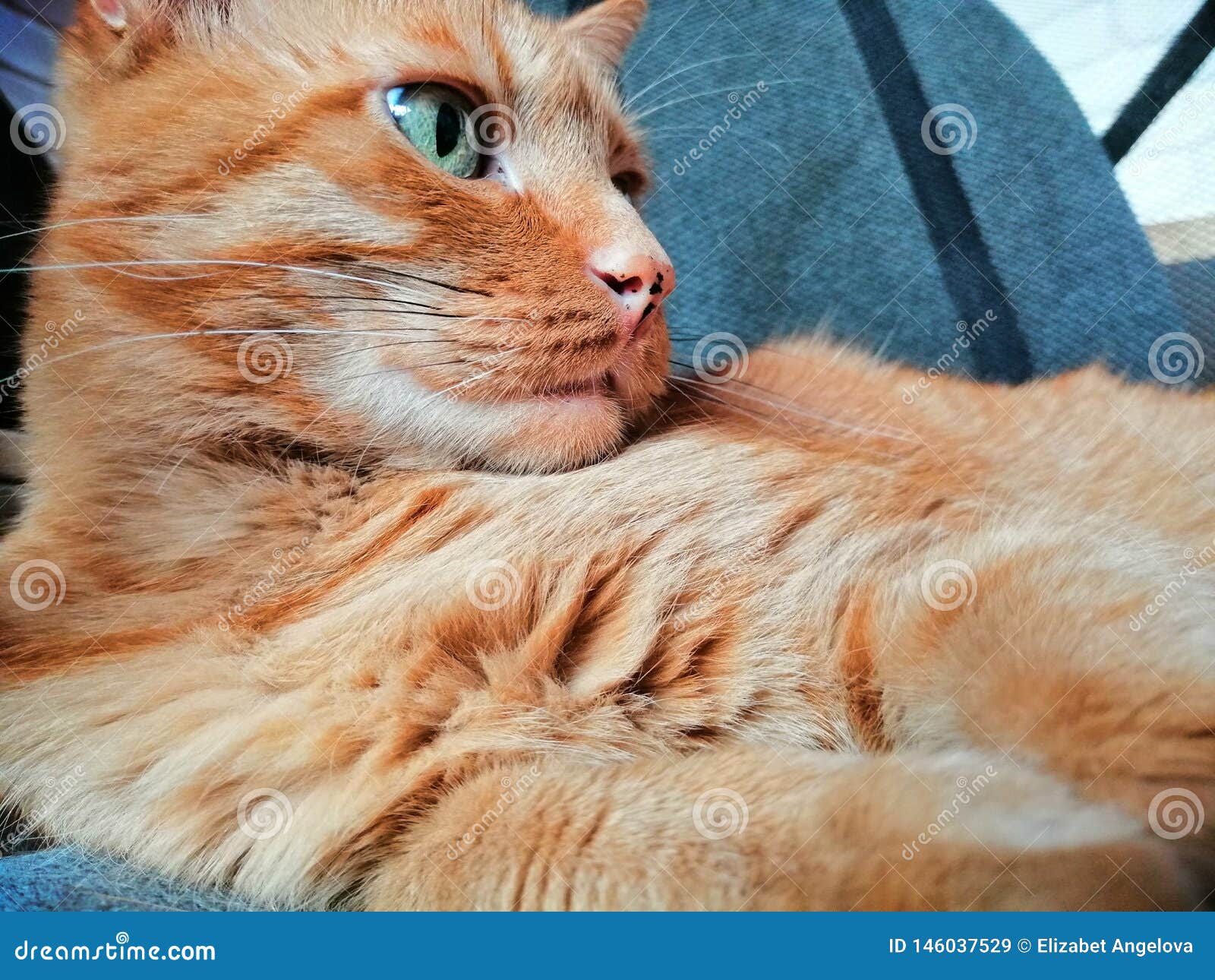 Big fat orange cat stock image. Image of carnivore, home - 146037529
