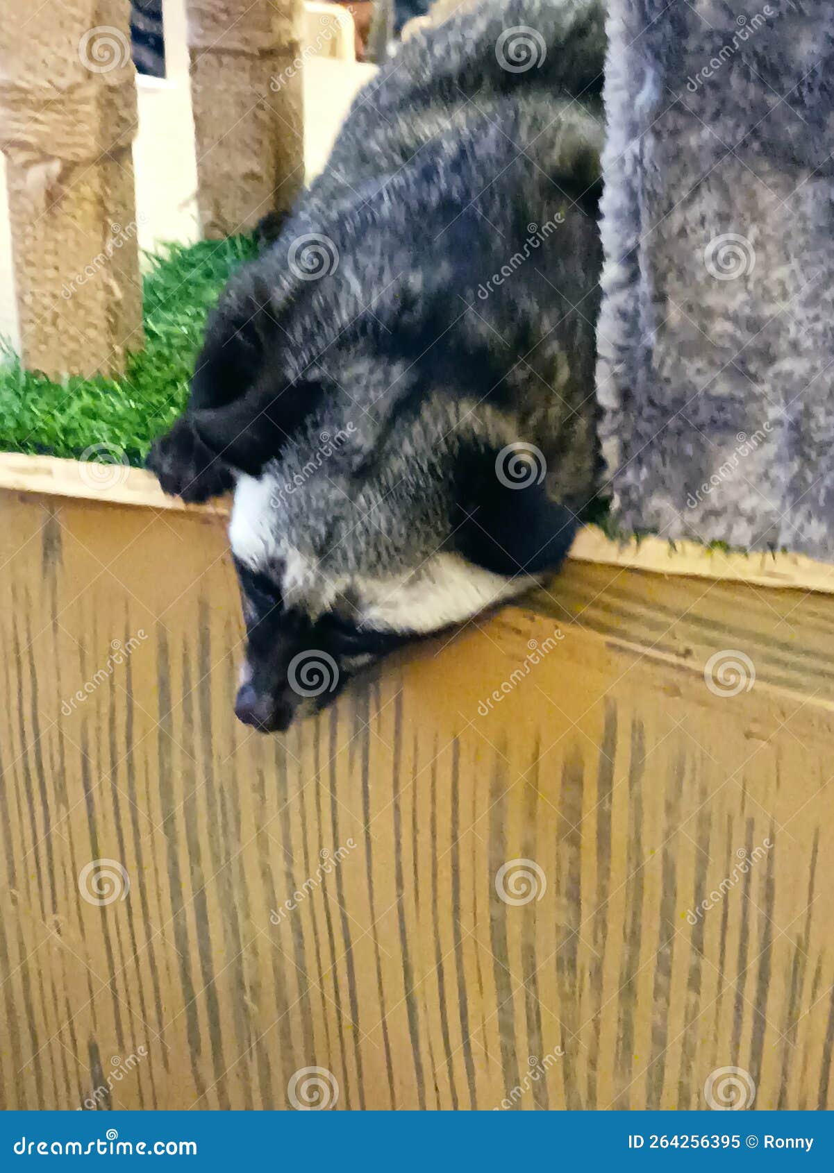 Very Lazy, Cute And Beautiful Thai Style Vietnamese Pot Belly Piglet ...