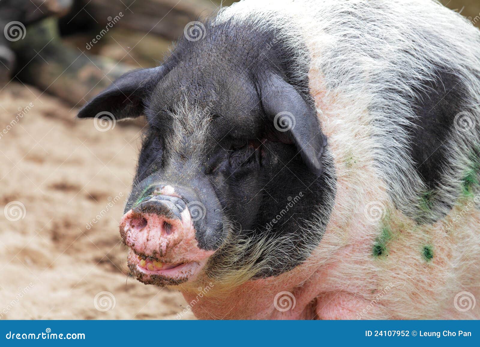 Big fat pig stock photo. Image of pink, puppy, roast - 24107952