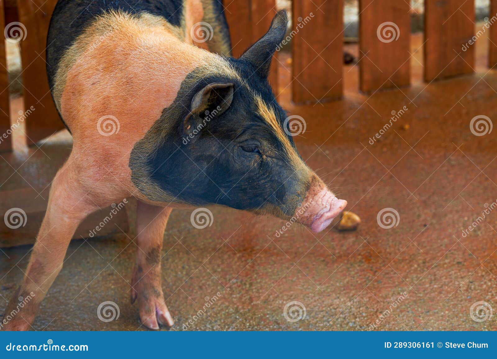 A big fat pig in a farm stock image. Image of grazing - 289306161