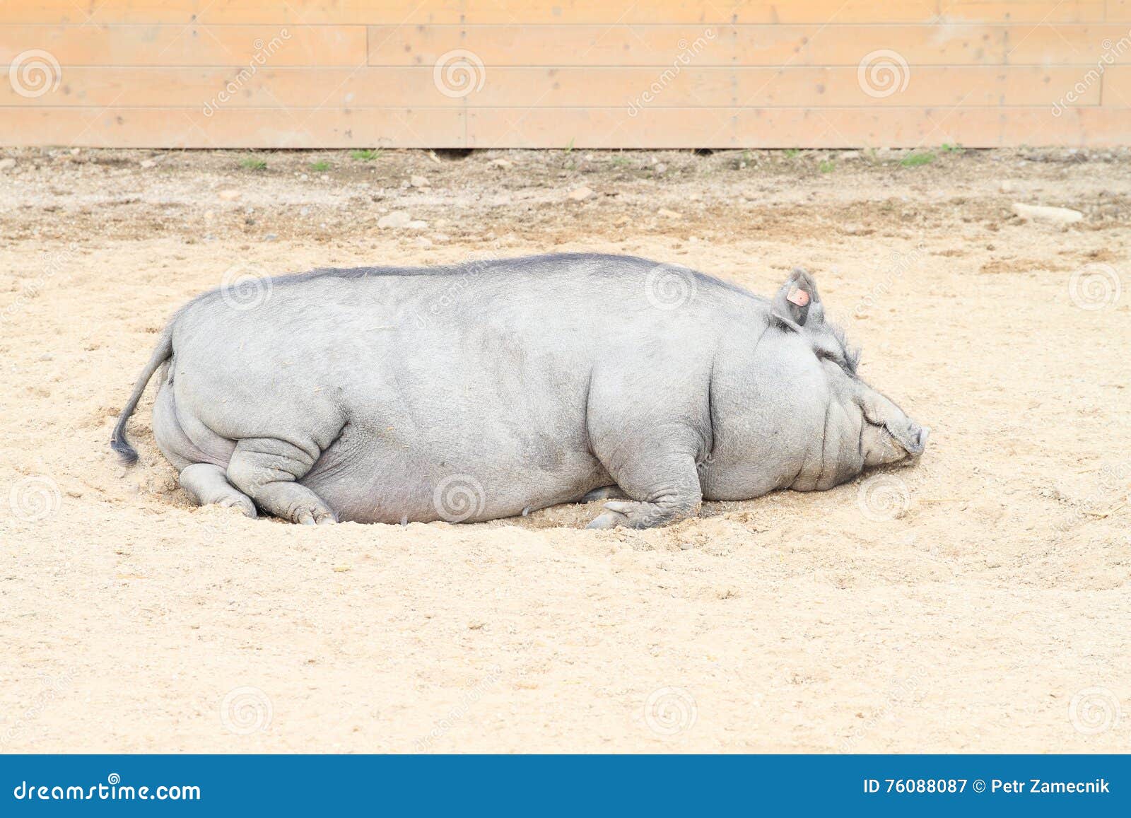 Big fat pig stock image. Image of grey, bristle, lying - 76088087