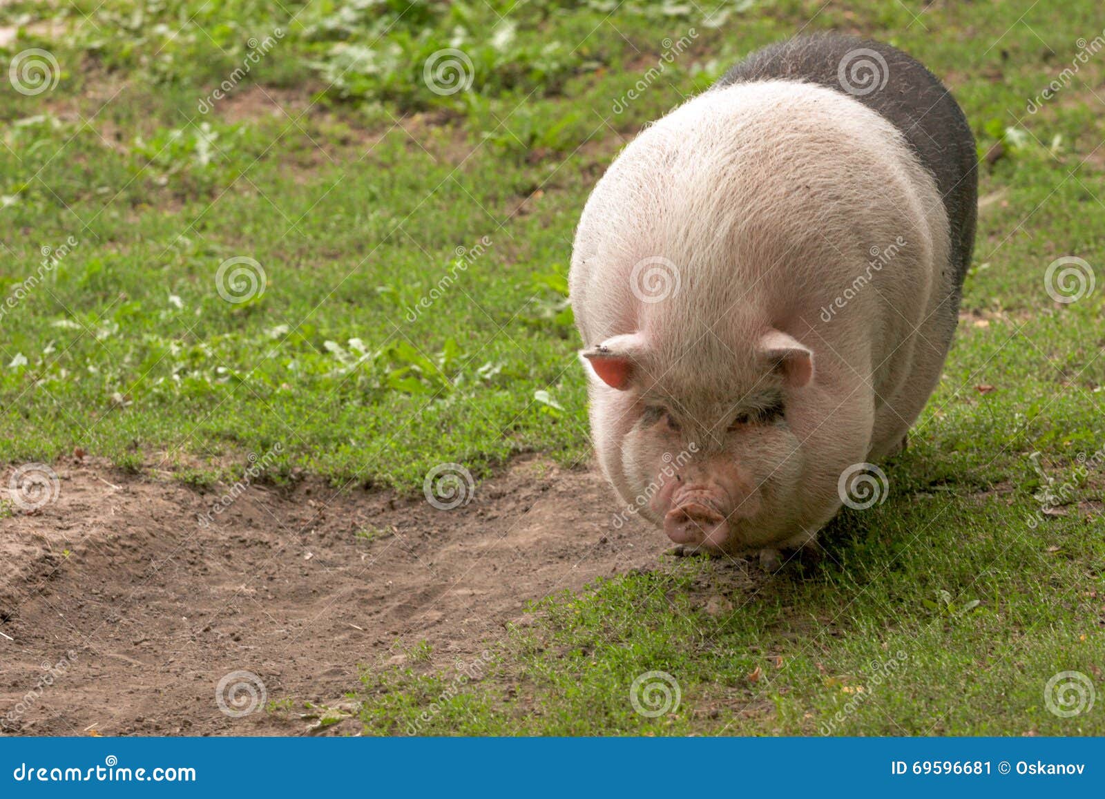 Big fat pig stock image. Image of resting, countryside - 69596681