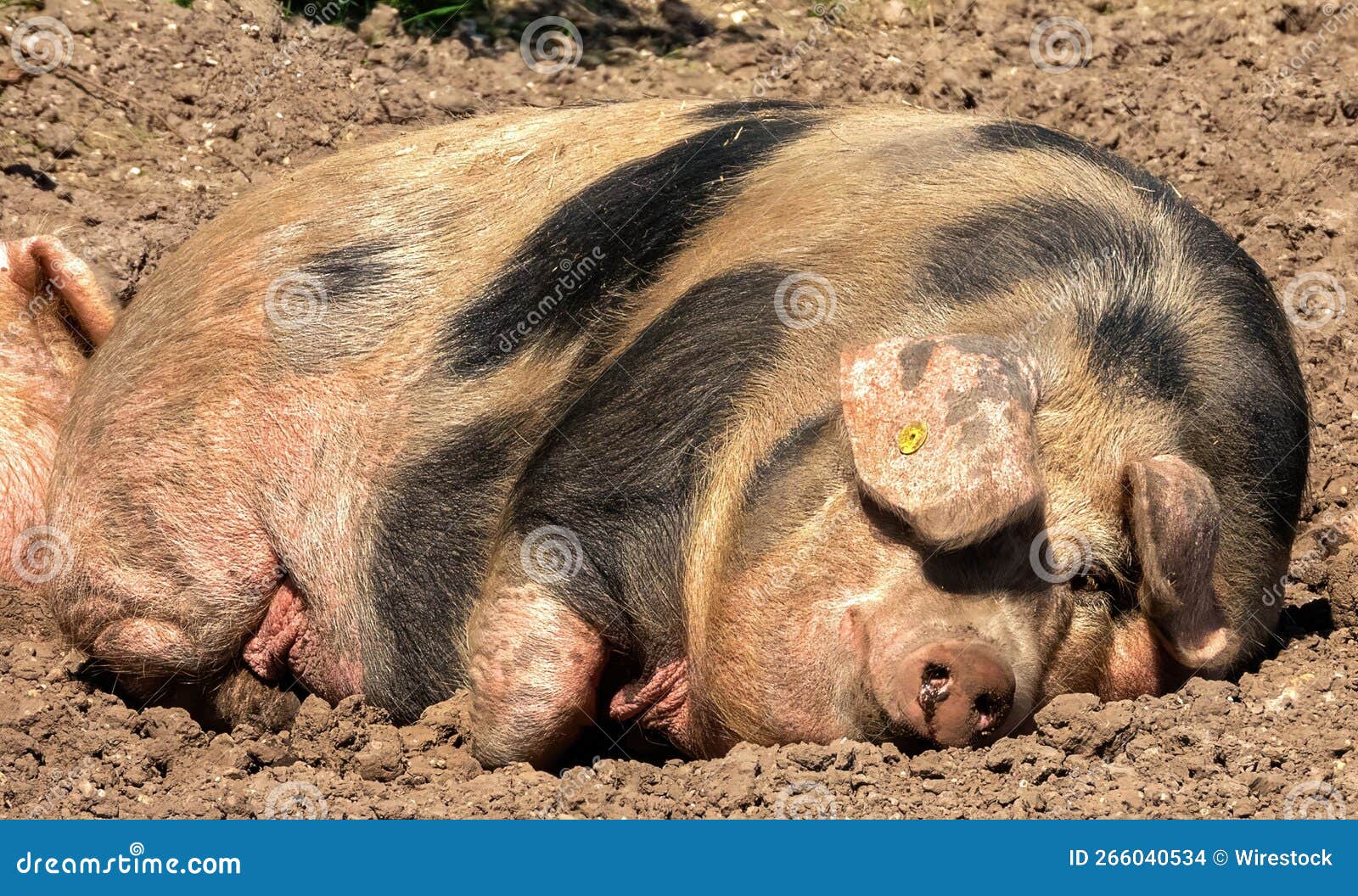 Big Fat Pig Sleeping in Mud. Stock Photo - Image of wild, piggy: 266040534