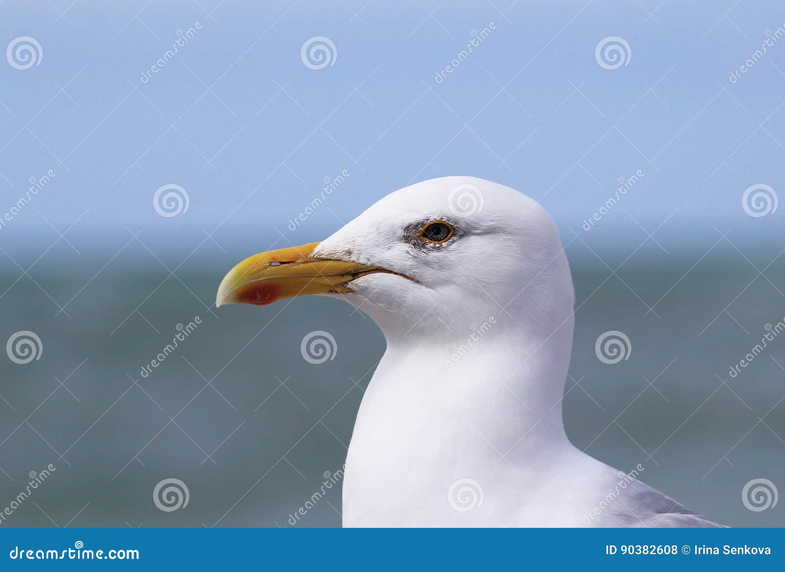 A Big Fat Seagull Stares Forward Stock Photo - Image of dark, symbol ...