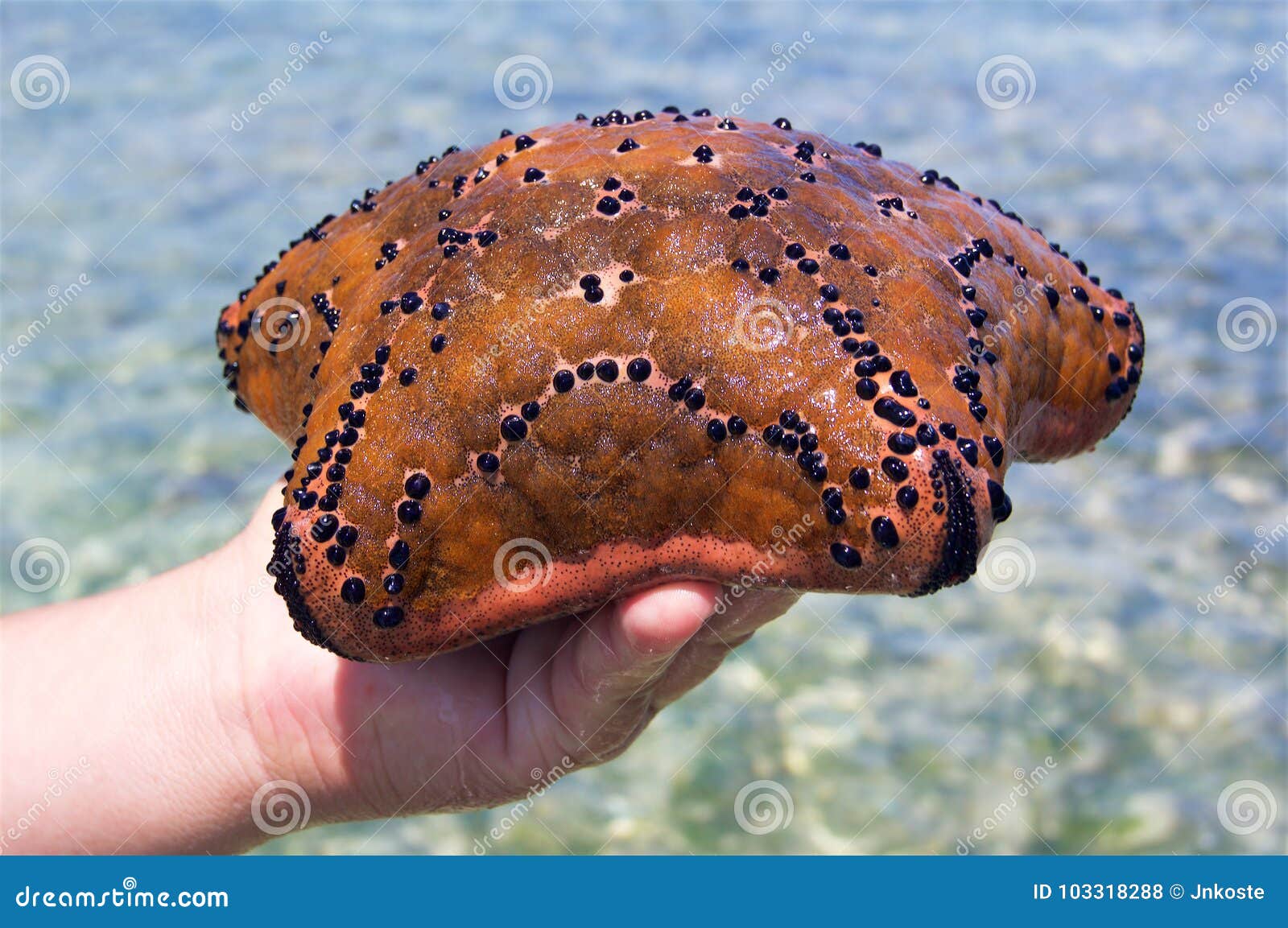 Starfish Eyes Stock Photos - Download 199 Royalty Free Photos