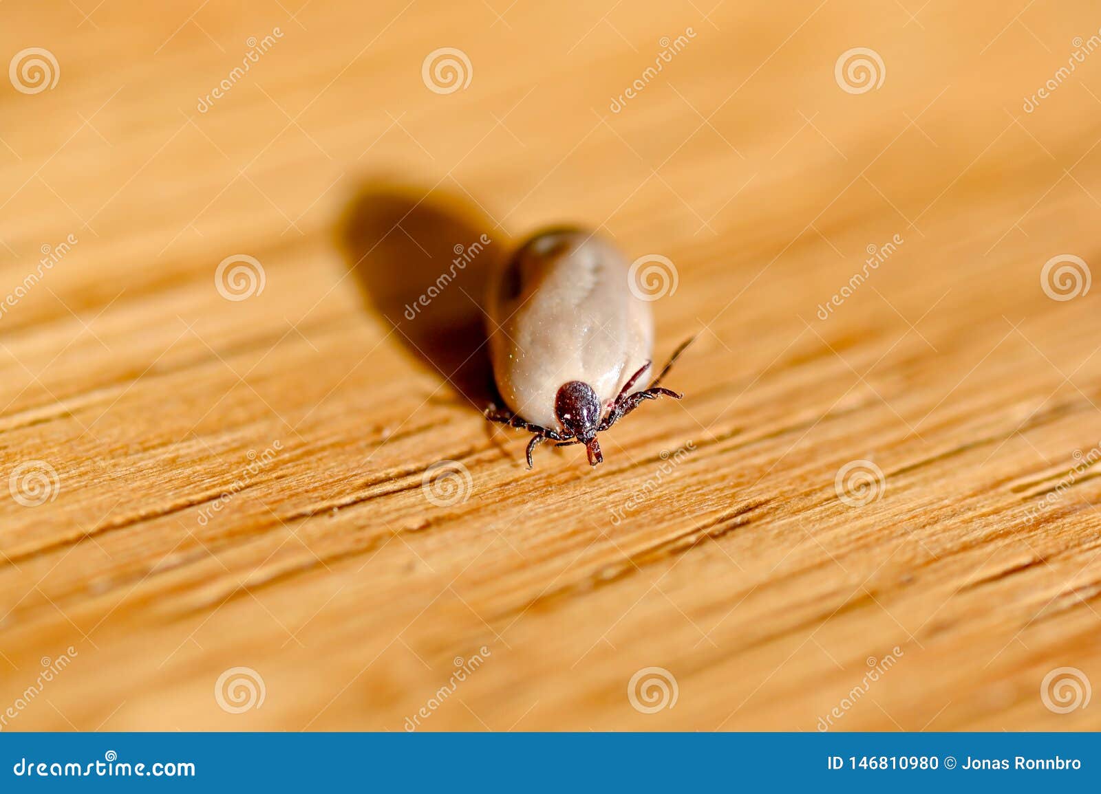 A big fat tick on a table stock photo. Image of shadow - 146810980