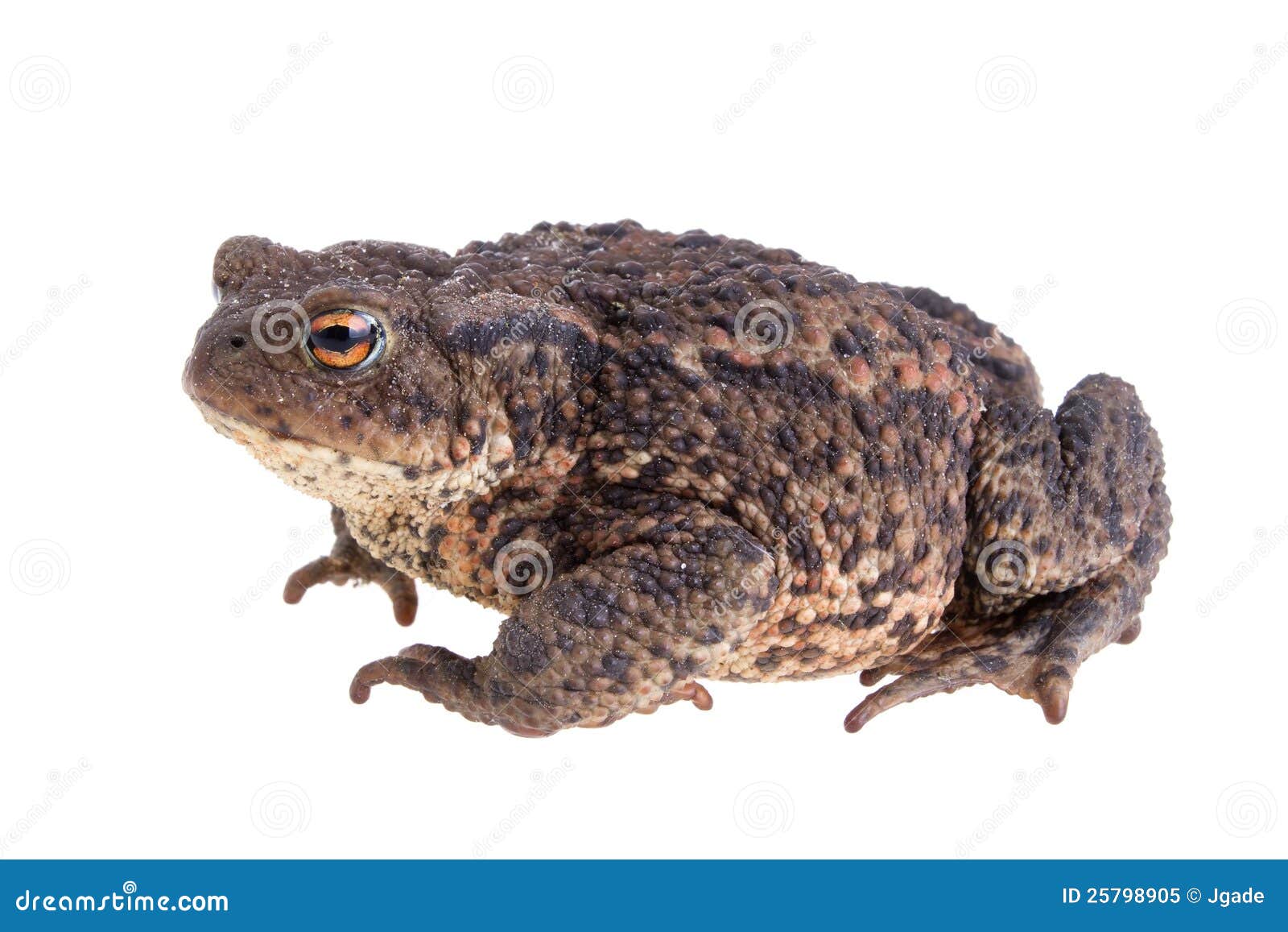 Big fat toad stock image. Image of animal, white, shot - 25798905