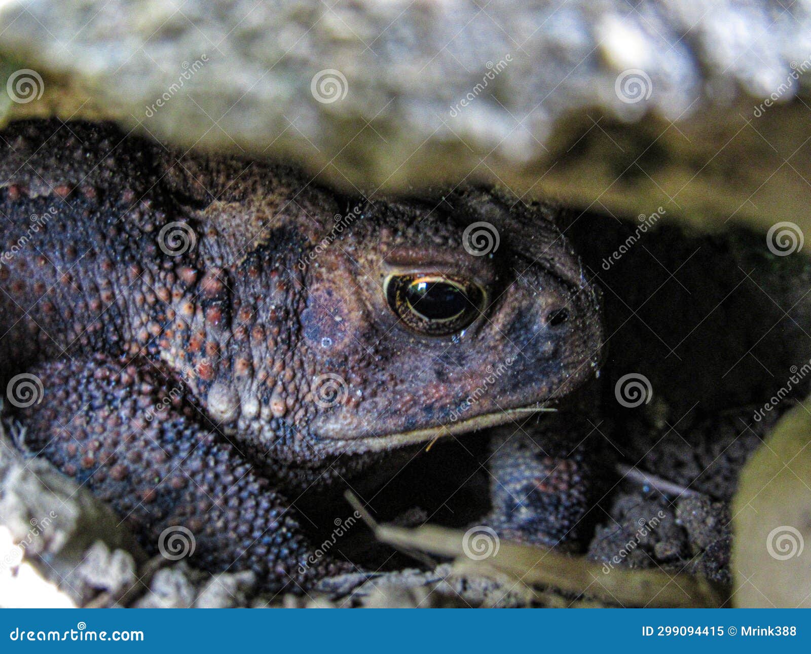 Big fat toad stock image. Image of wildlife, toad, ohio - 299094415