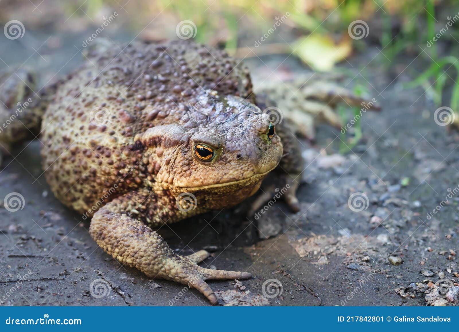 Big Fat Toad Crawling Along a Dirt Path Stock Image - Image of skin ...