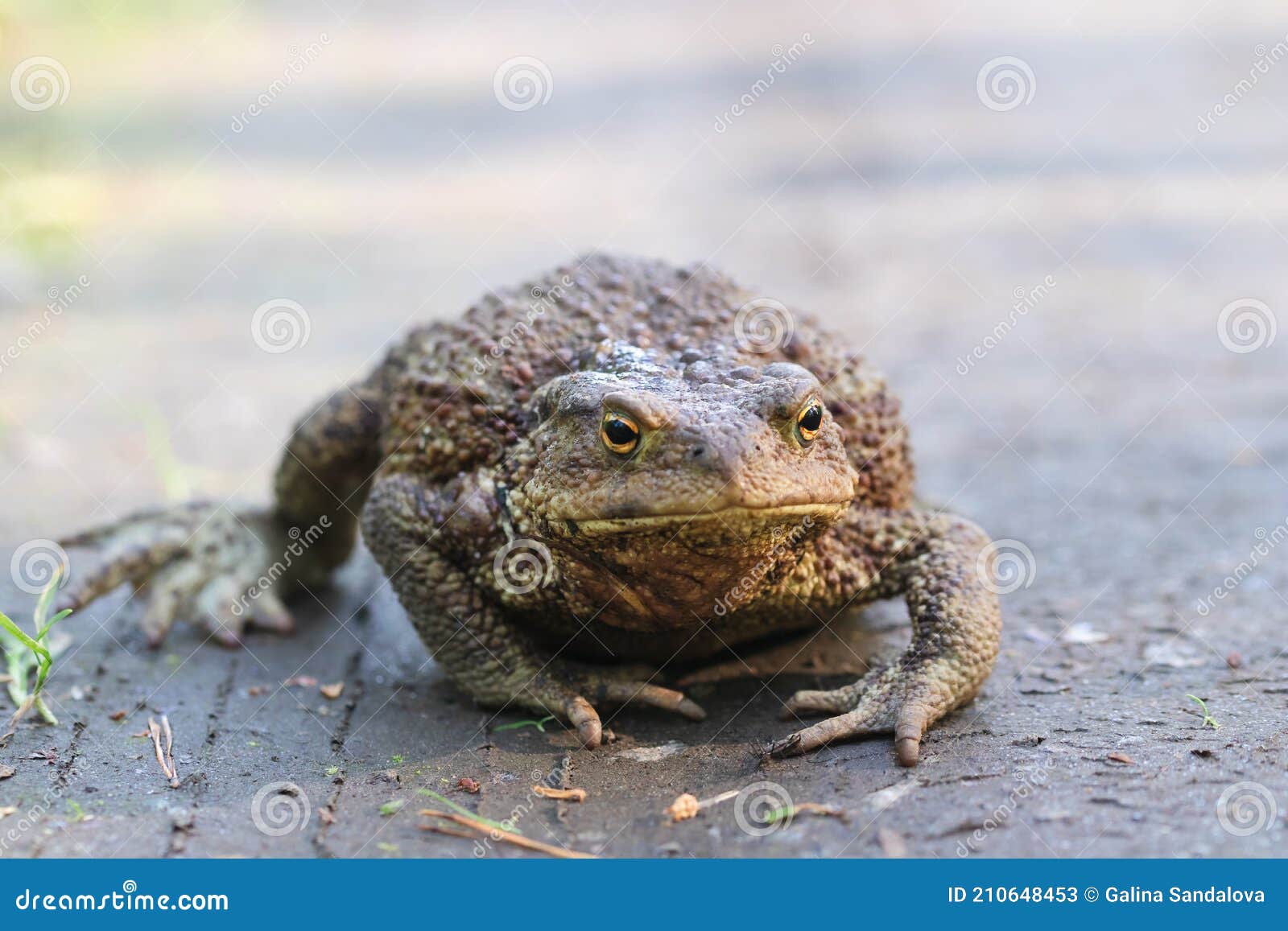Big Fat Toad Crawling Along a Dirt Path Stock Image - Image of look ...