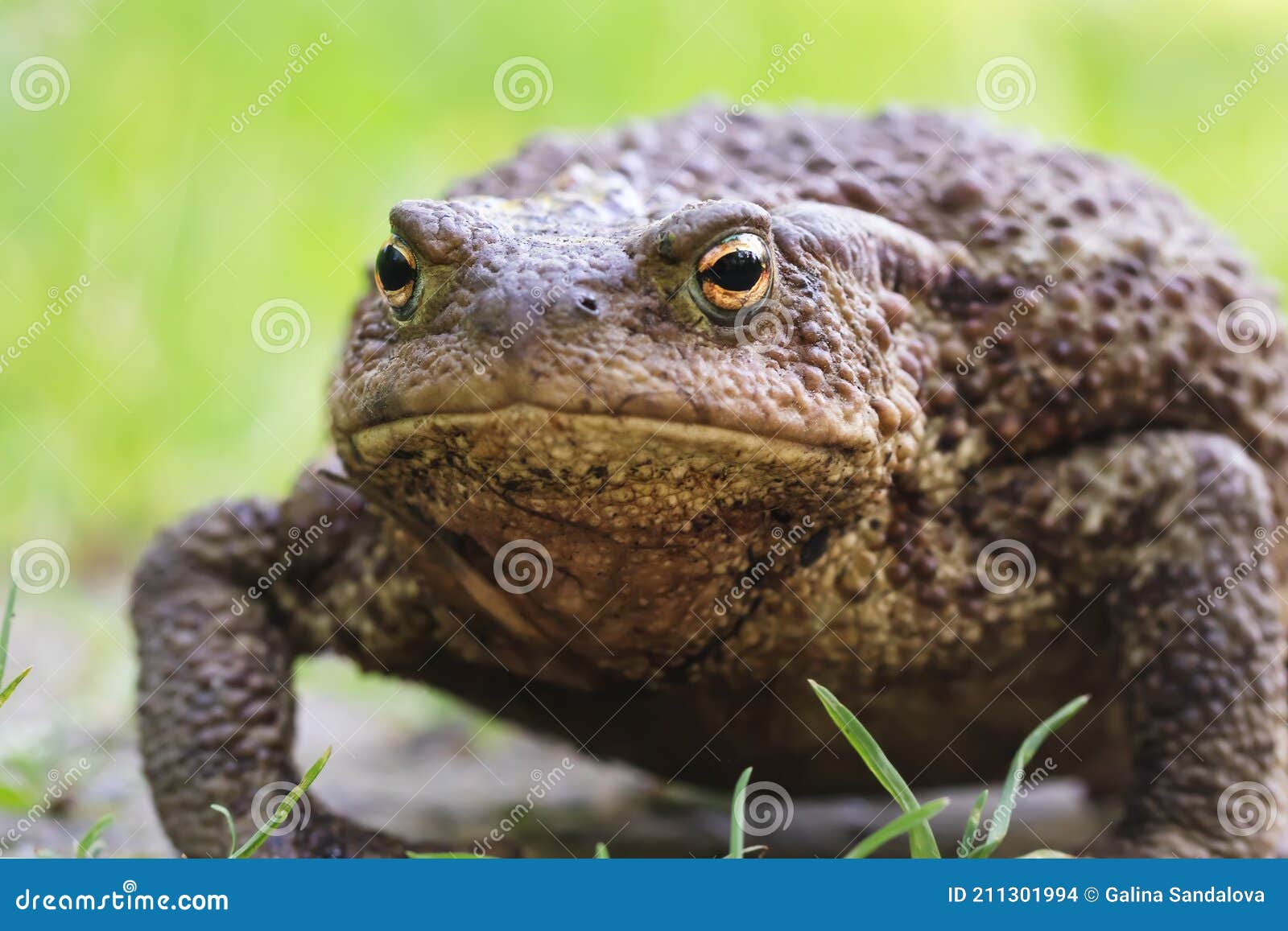 Big Fat Toad Crawling Along a Dirt Path Stock Photo - Image of sitting ...