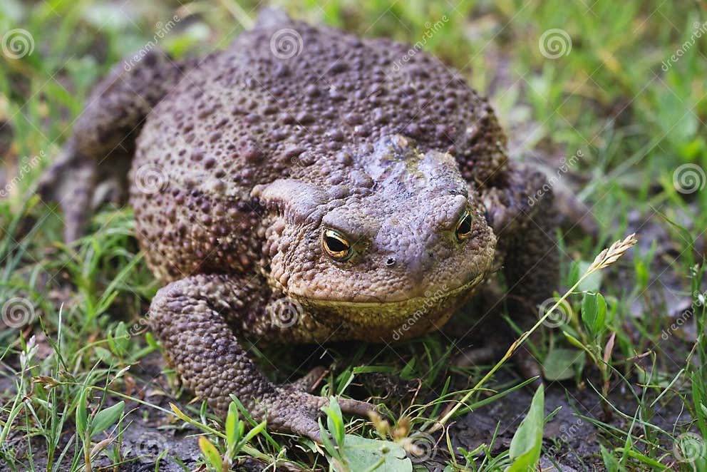 Big Fat Toad Crawling Along the Grass Path Stock Image - Image of ...