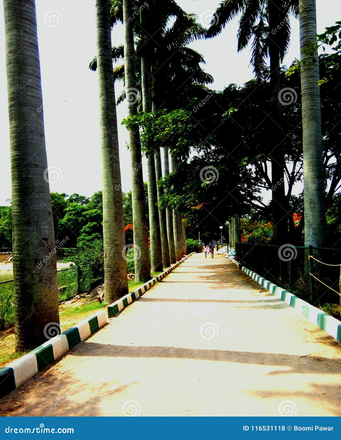 Big Fat Trees!!.. stock photo. Image of beauti, looking - 116531118