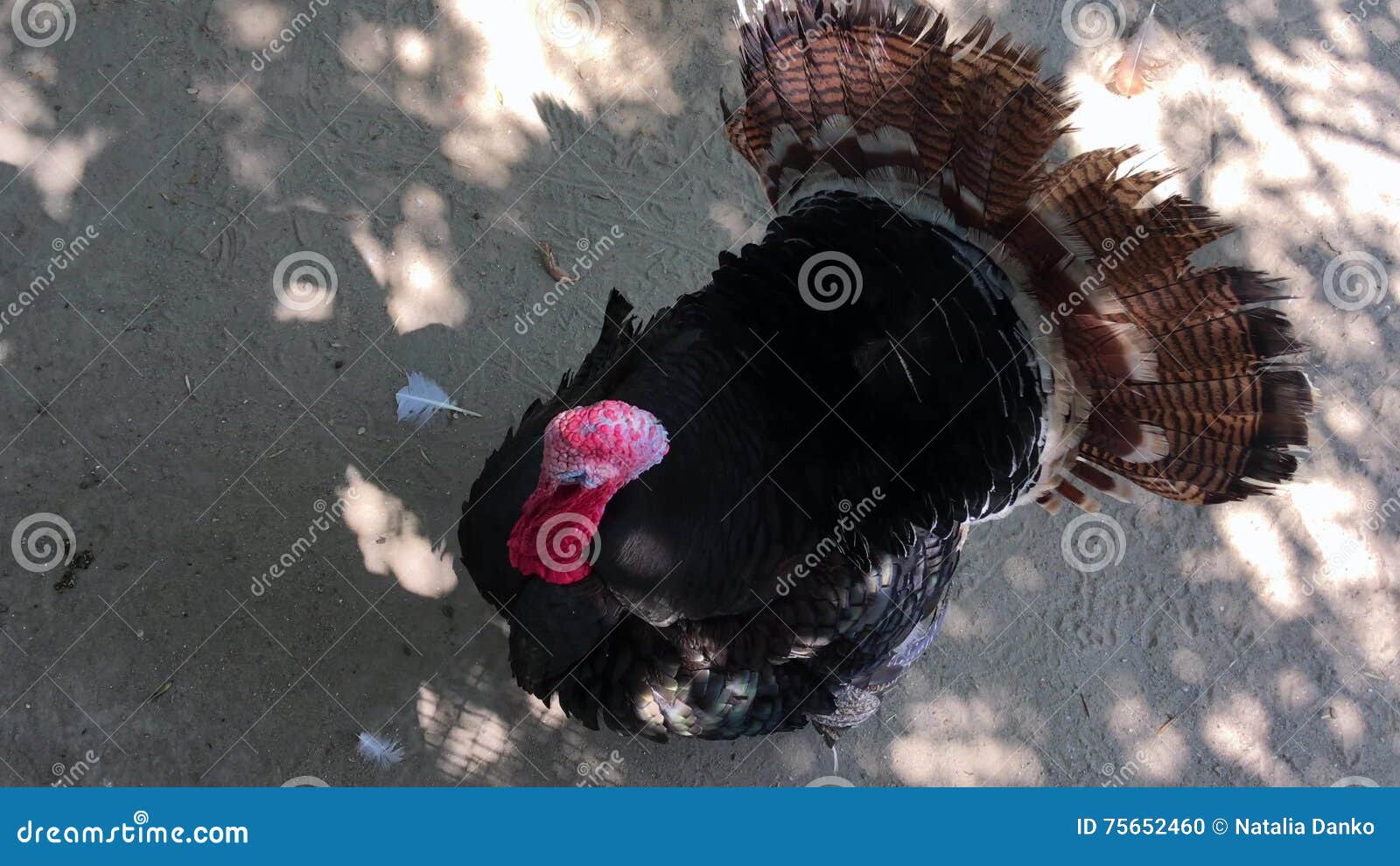 Big Fat Turkey is on the Ground Stock Footage - Video of animal ...