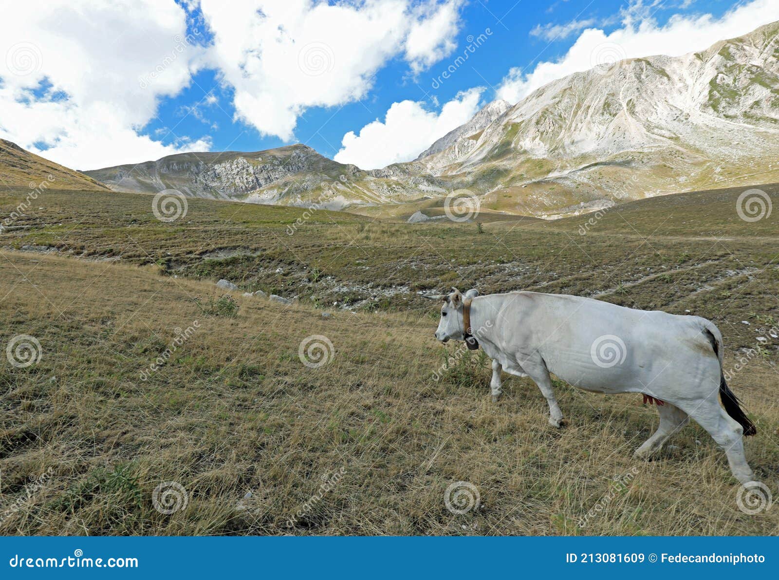 Fat White Cow Grazing on High Mountain Meadows in Summer Stock Image ...