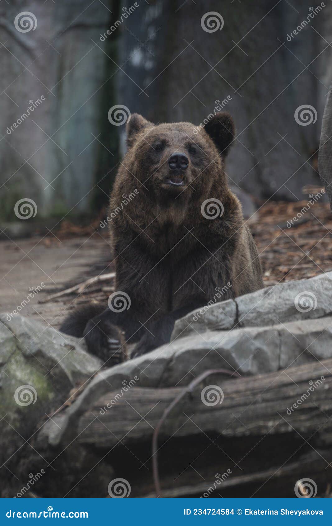 Big Fearsome Fluffy Bear Furry Stock Photo - Image of mammal, forest ...