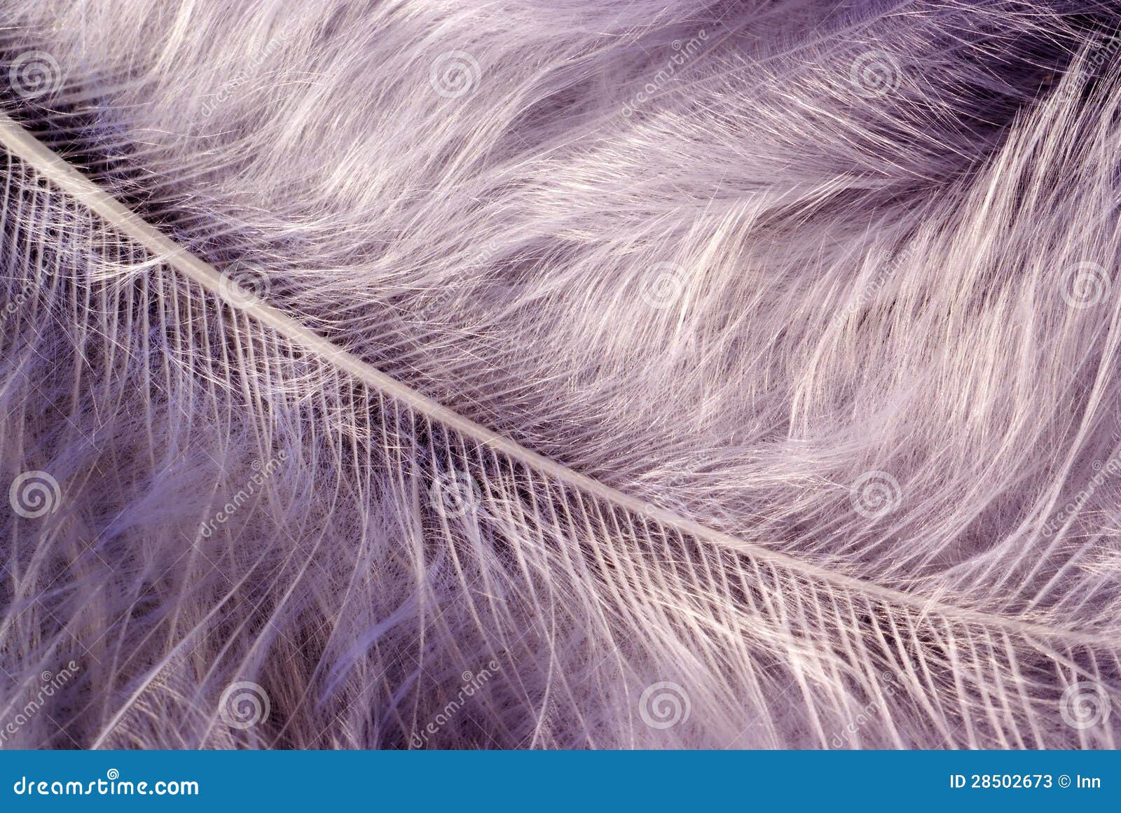 Big feather stock image. Image of tracery, closeup, nature - 28502673