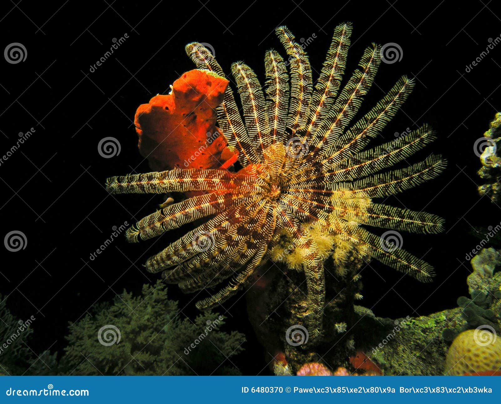 Big feather star fish stock photo. Image of coastline - 6480370