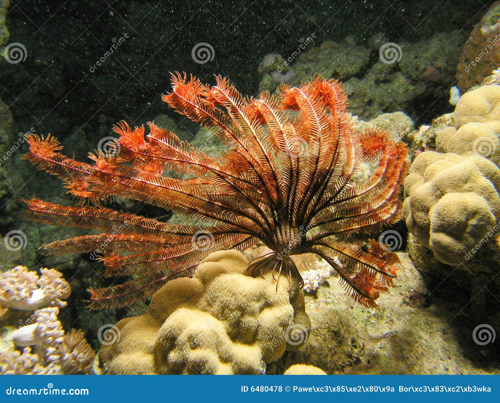 Big feather star fish stock photo. Image of aquatic, animal - 6480478